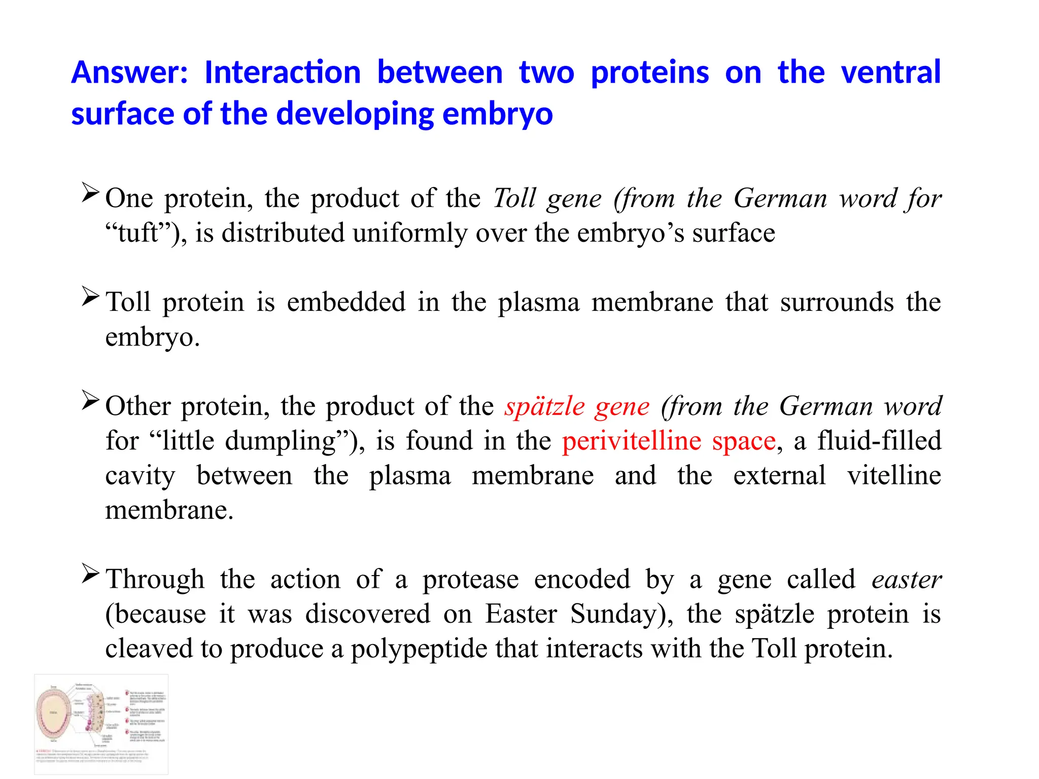 Determination of the dorsal-ventral axis in Drosophila embryo.pptx