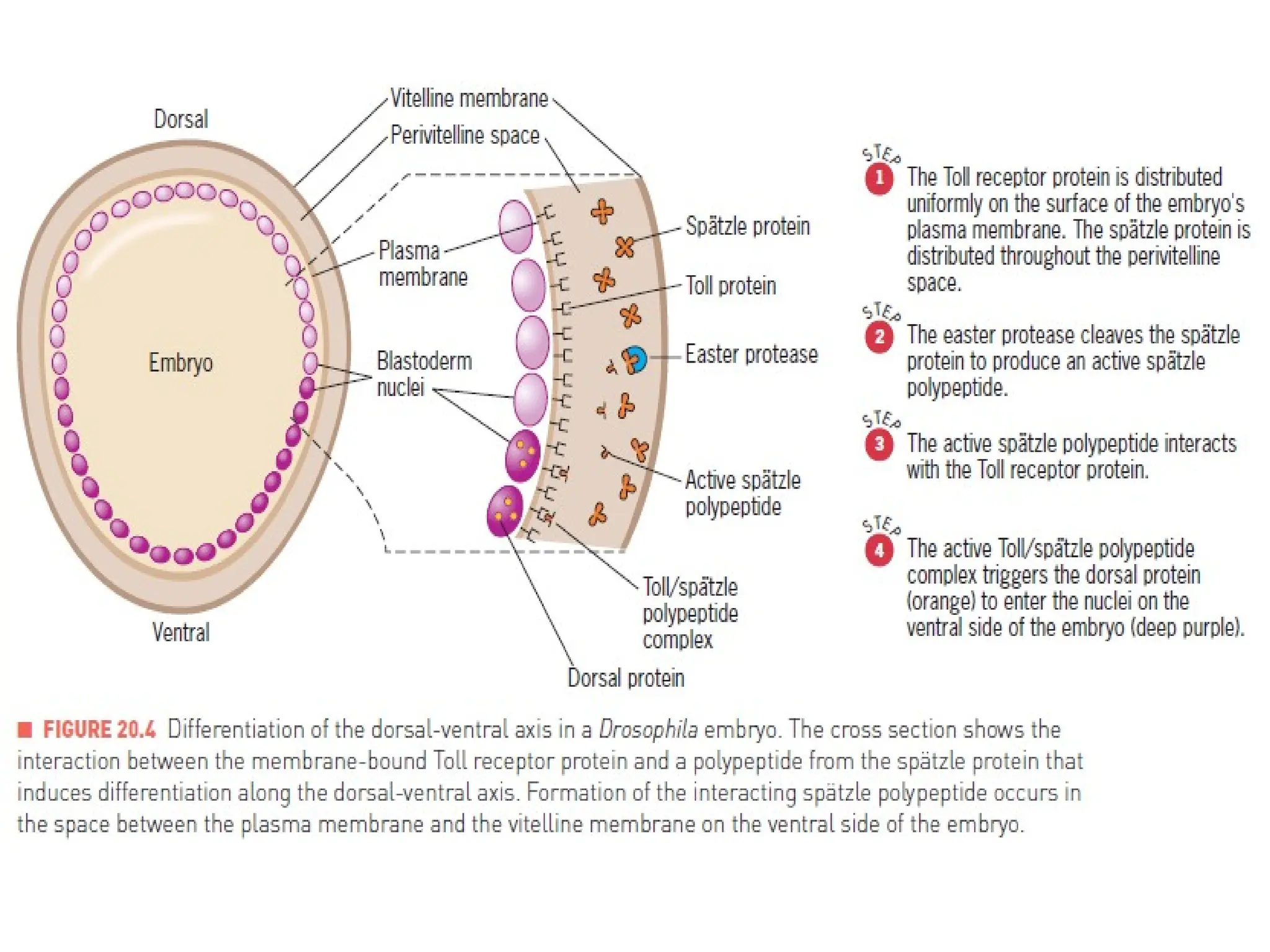 Determination of the dorsal-ventral axis in Drosophila embryo.pptx