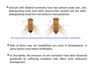 Determination of the dorsal-ventral axis in Drosophila embryo.pptx