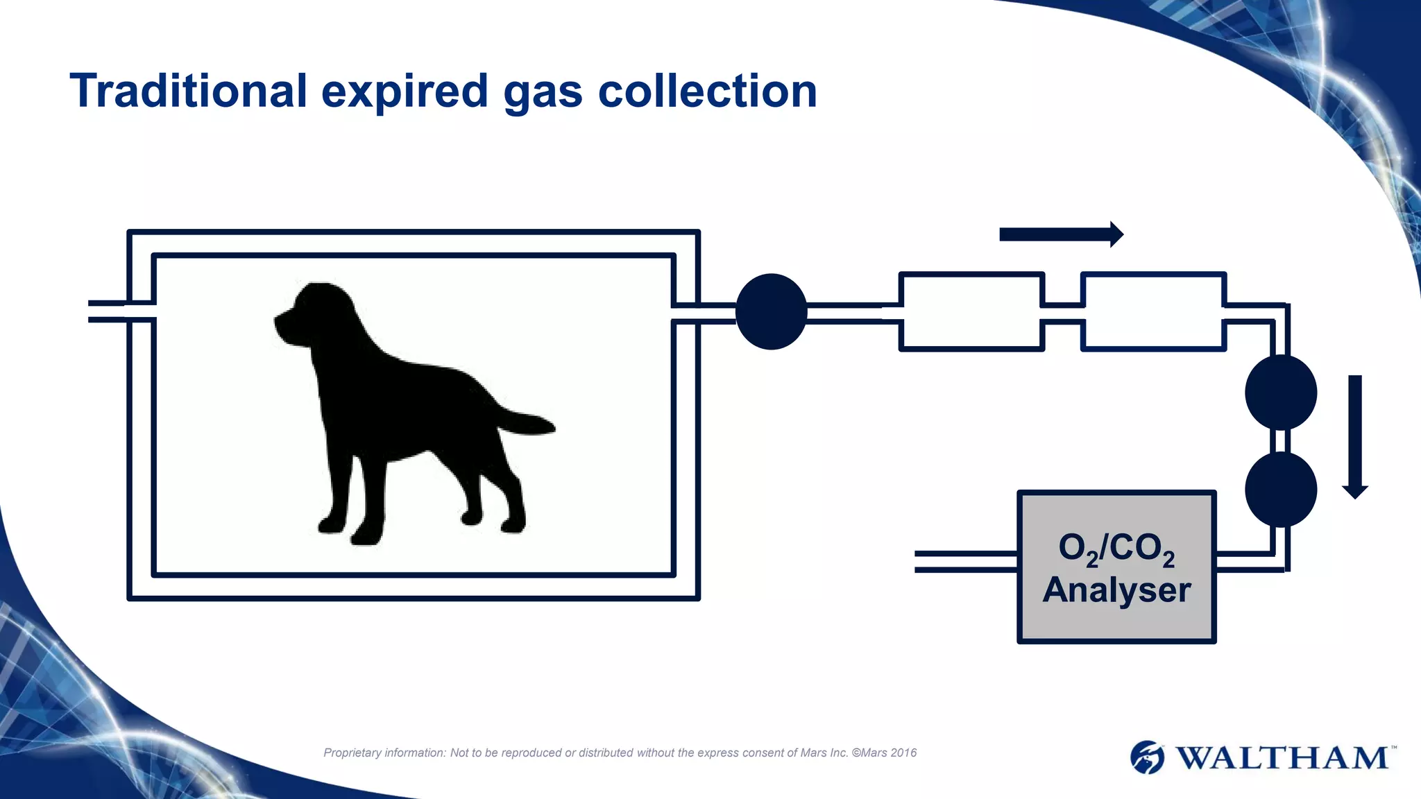 Determination of the methionine requirement of large breed adult dogs ...
