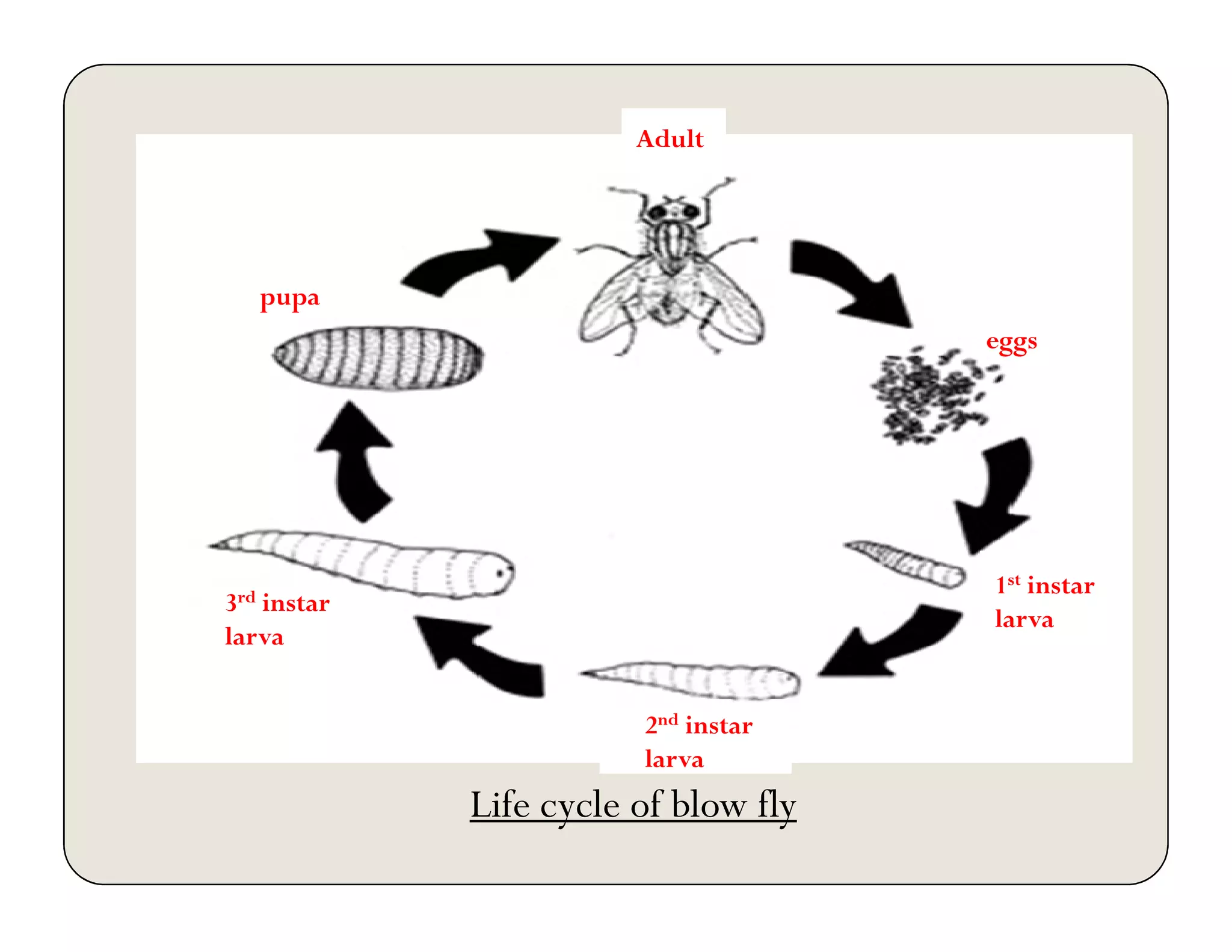 Determination of time since death/ postmortem time interval | PDF
