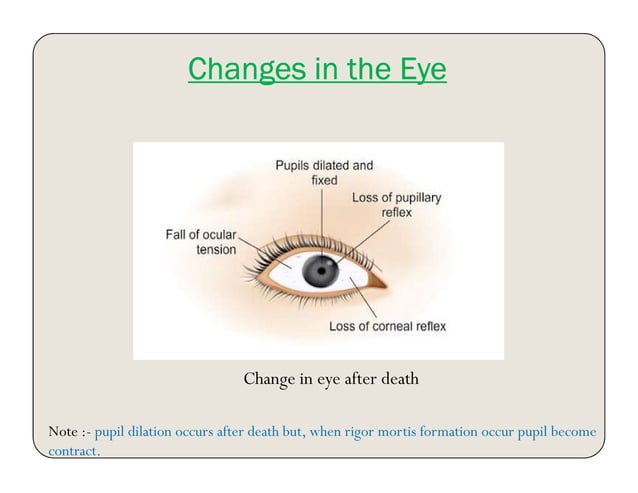 Determination of time since death/ postmortem time interval | PDF | Eye ...