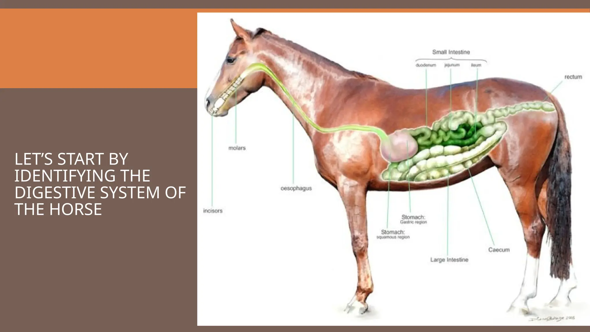 Determine nutrient requirement for horses.ppt