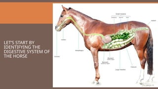 Determine nutrient requirement for horses.ppt
