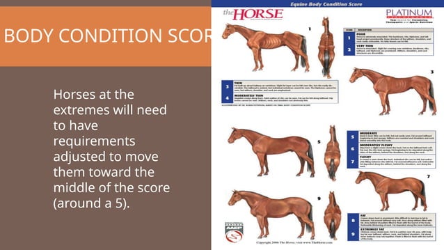 Determine nutrient requirement for horses.ppt | Equine Sports | Sports
