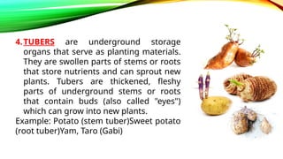 Determining Planting Materials According To Kinds And Varieties.pptx