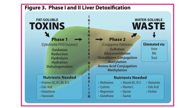 Detoxification | PDF | Chemistry | Science