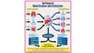 Detoxification | PDF