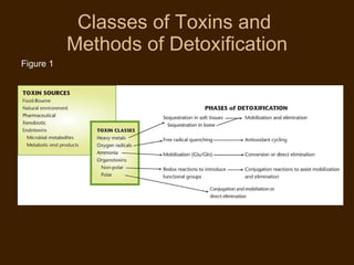 Detoxification companion-doc | PPT