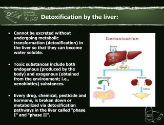 Detoxification by liver | PPTX