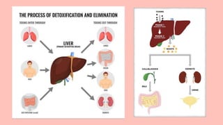 Detoxification (by Liver) - Phase 1.pptx