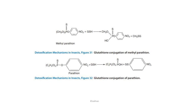 Detoxification mechanisms in Insects | PPTX