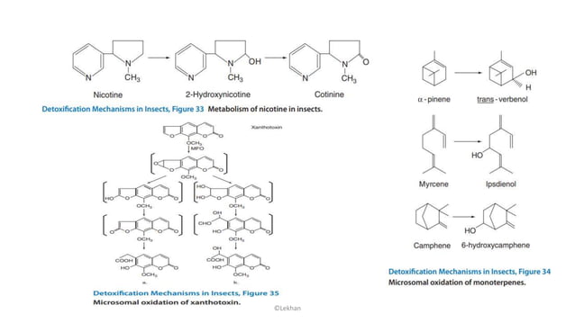 Detoxification mechanisms in Insects | PPTX