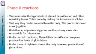 detoxification in the body: metabolism of xenobiotics | PDF