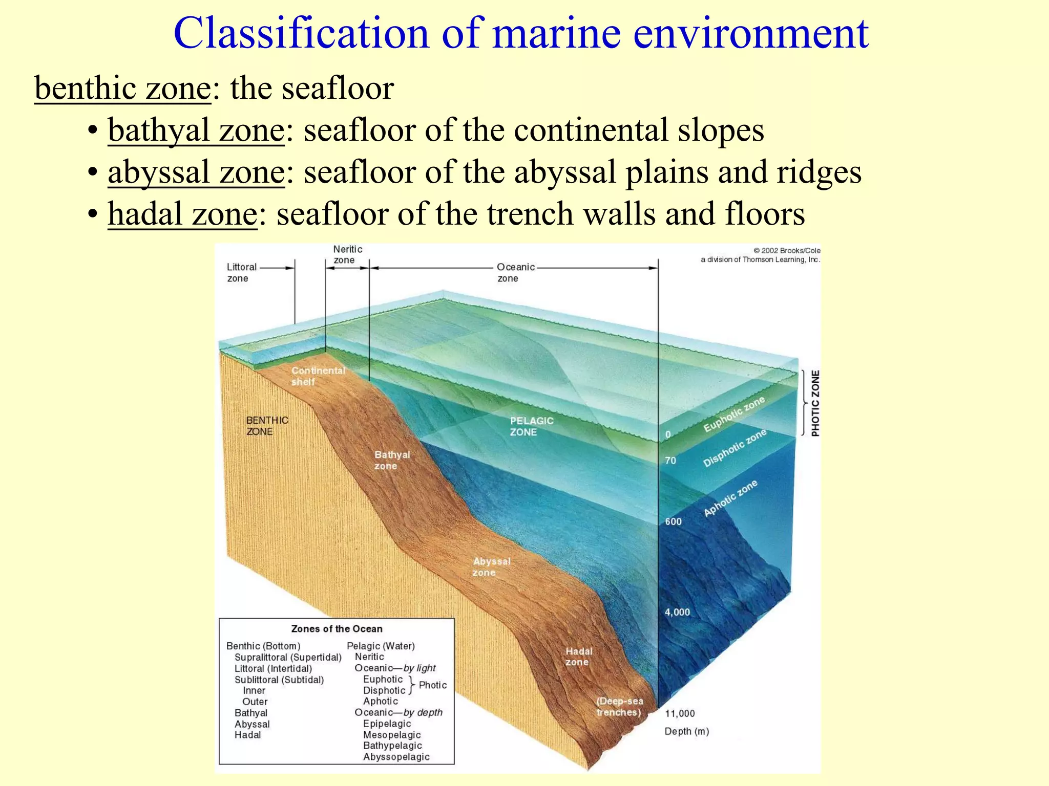 Detritus Bacteria biodegradation.ppt