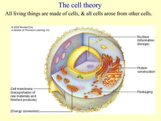 Detritus Bacteria biodegradation.ppt