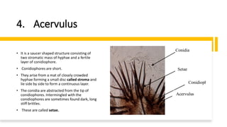 Deuteromycetes general charcters and life cycle | PDF