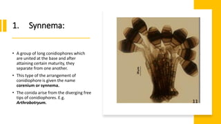 Deuteromycetes general charcters and life cycle | PDF