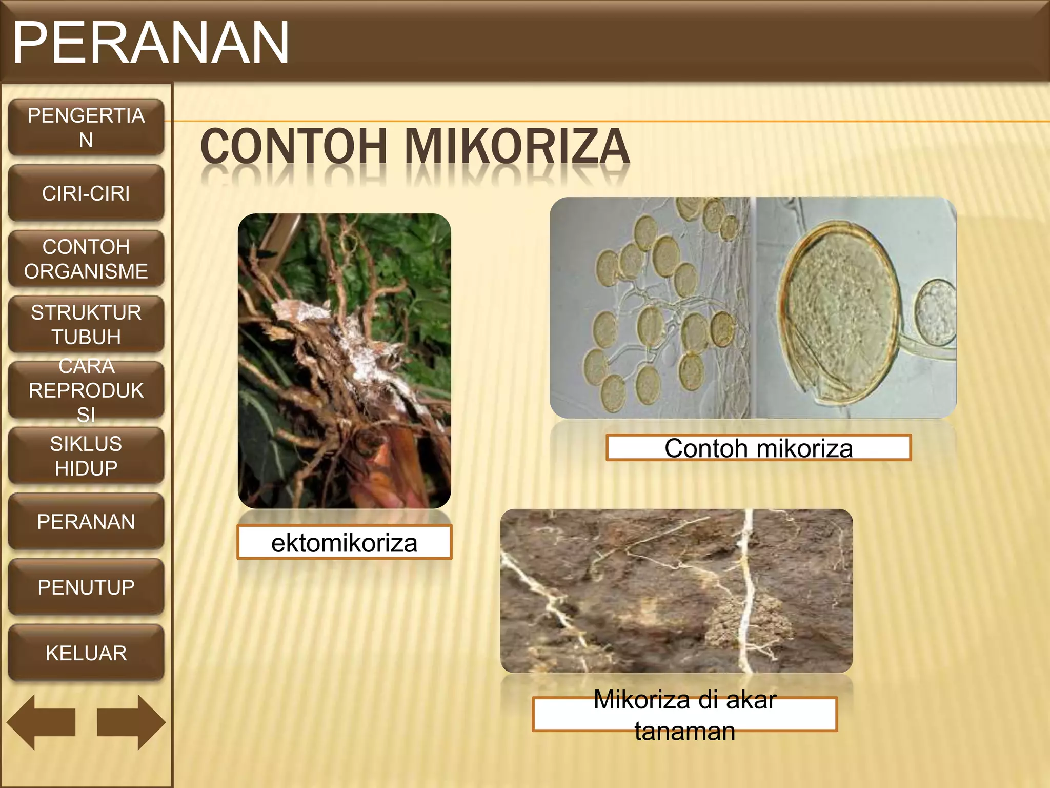 Deuteromycota | PPTX