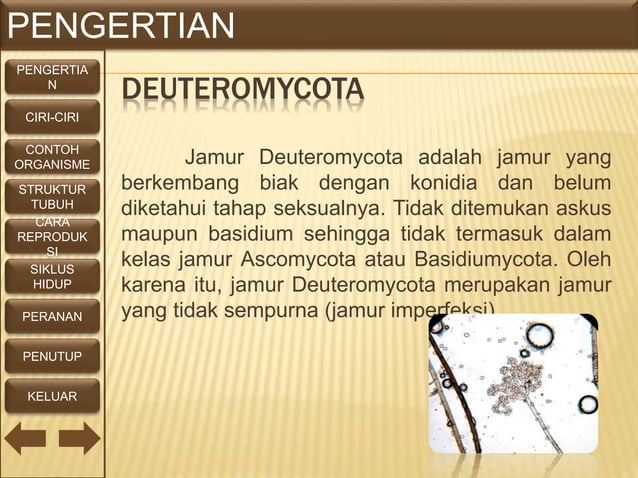 Deuteromycota | PPTX