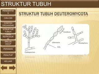 Deuteromycota | PPTX
