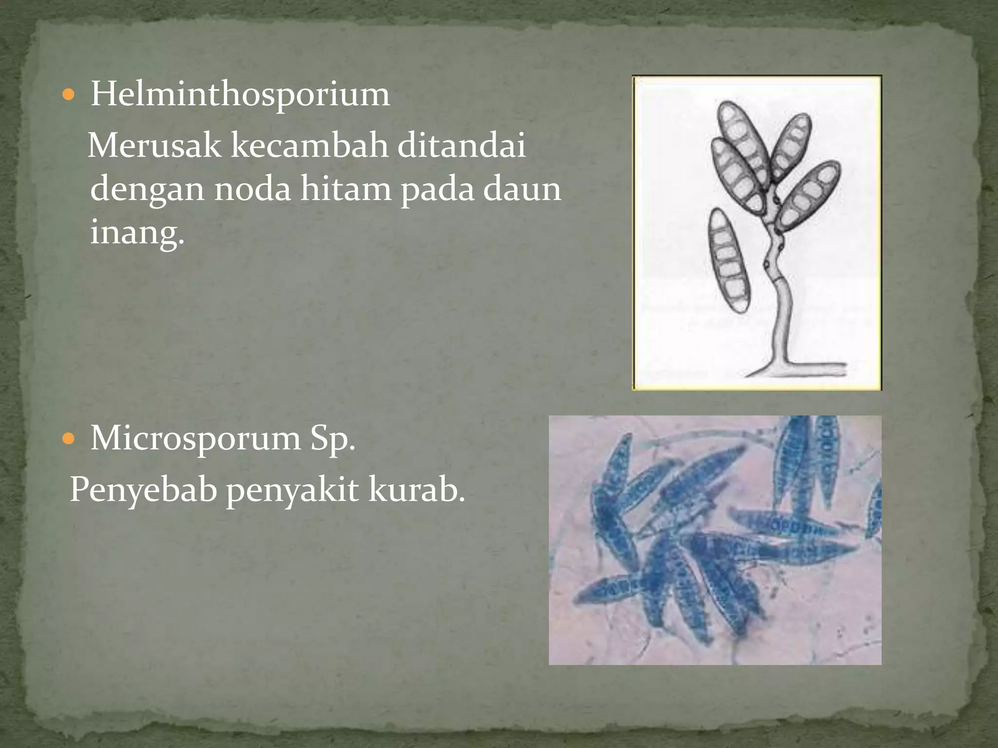 Deuteromycota | PPTX