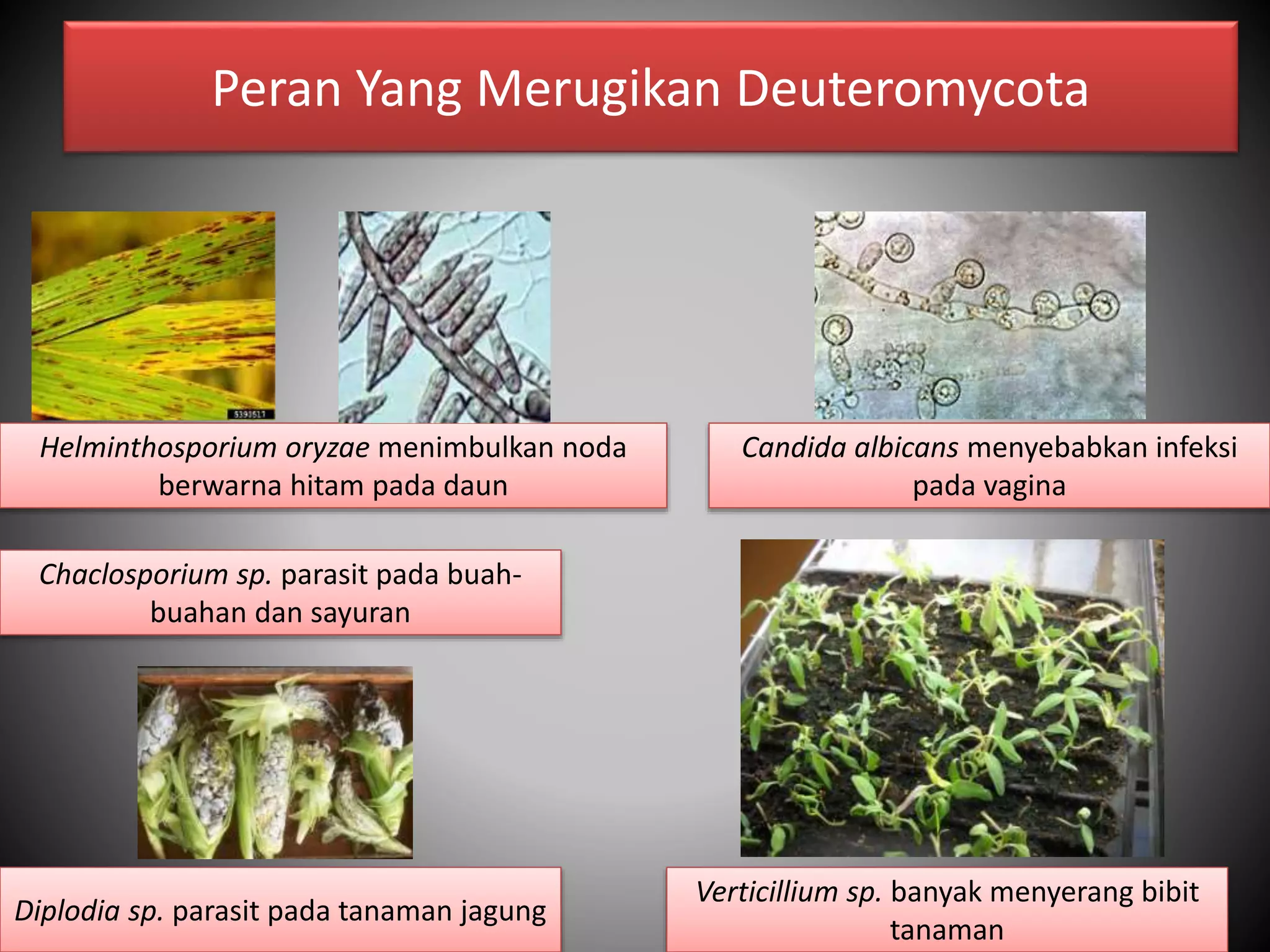 Materi Biologi Deuteromycota SMA | PPTX