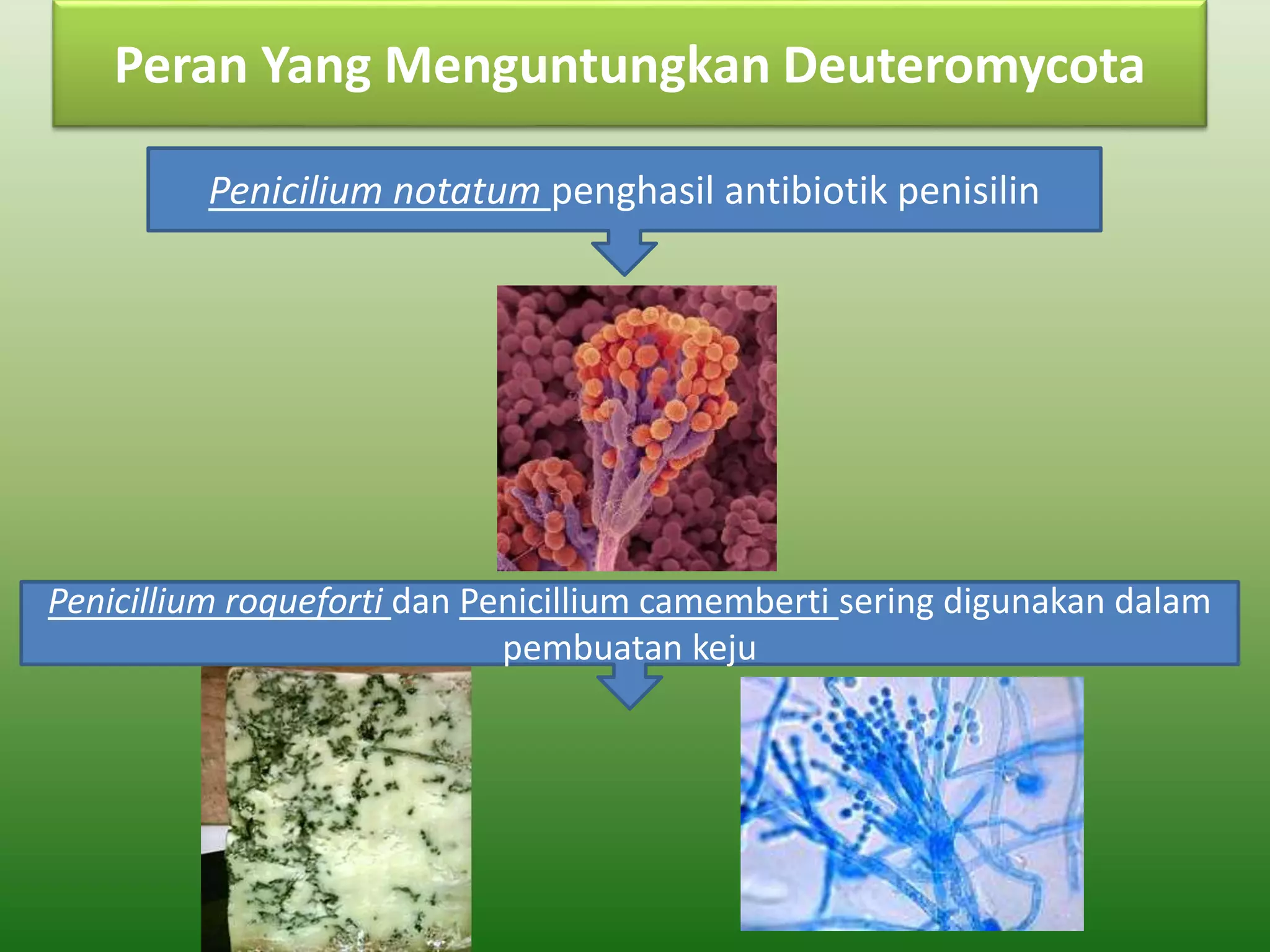 Materi Biologi Deuteromycota SMA | PPTX