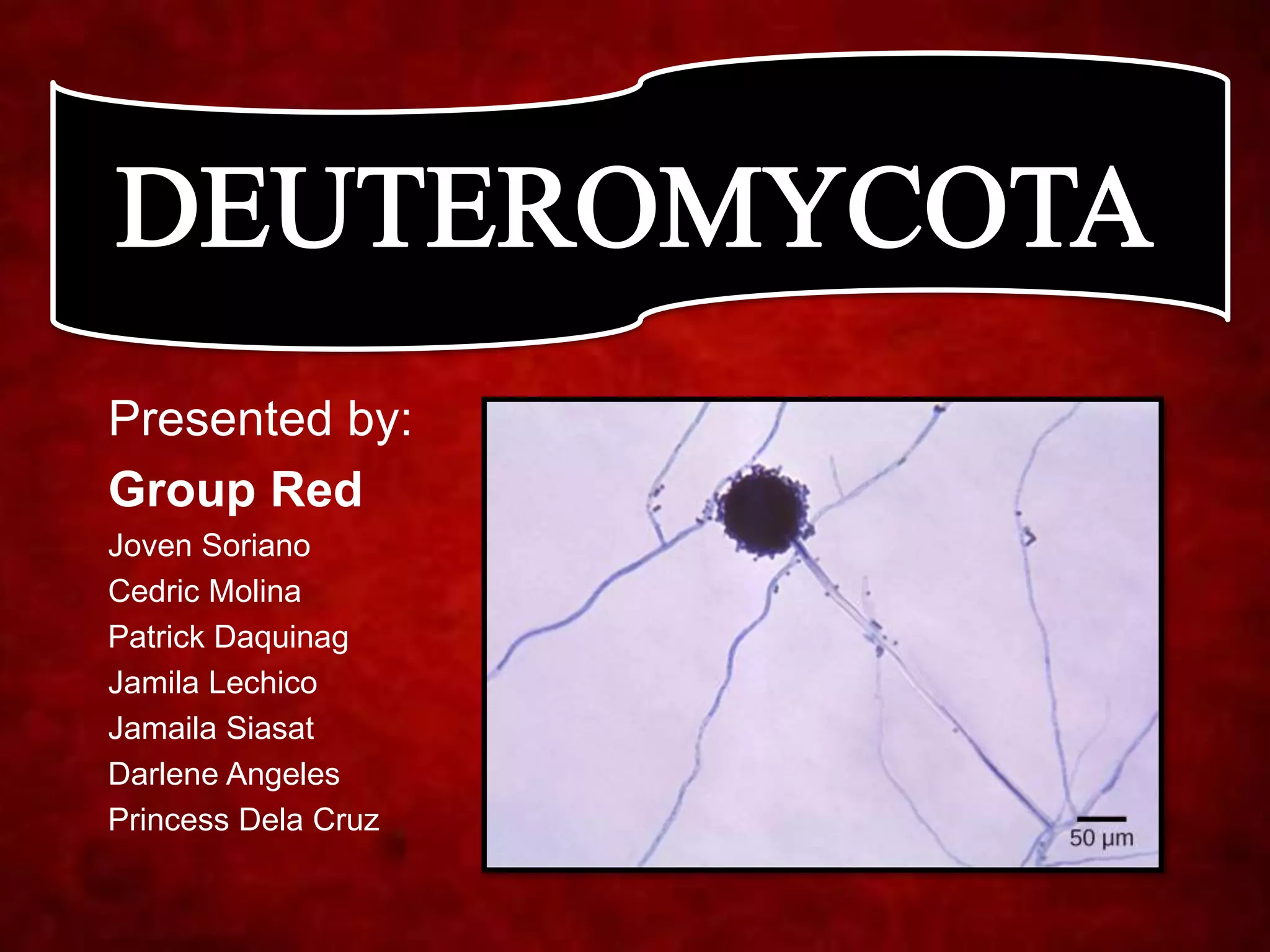 Deuteromycota | PPTX