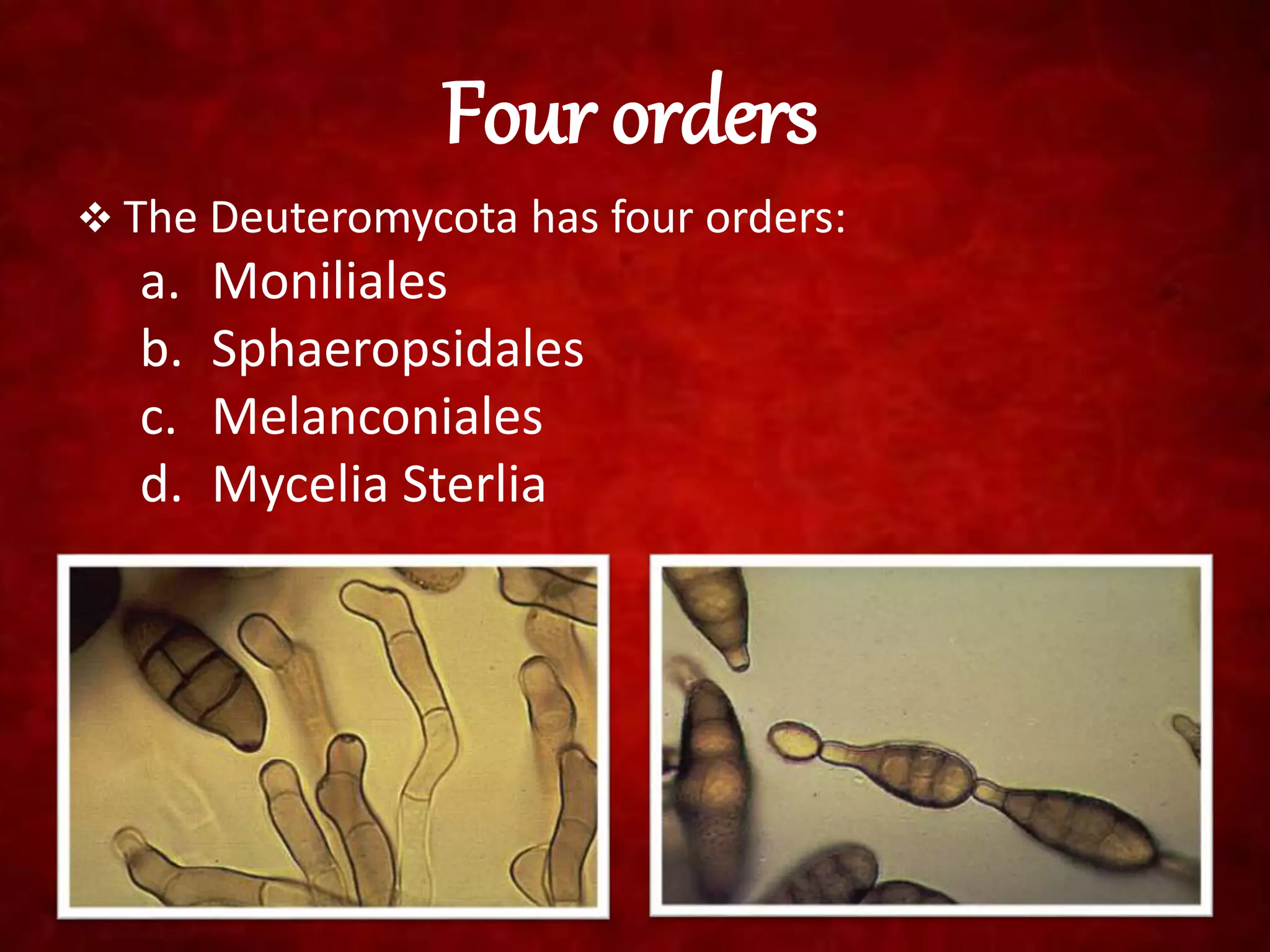 Deuteromycota | PPTX