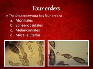 Deuteromycota | PPTX