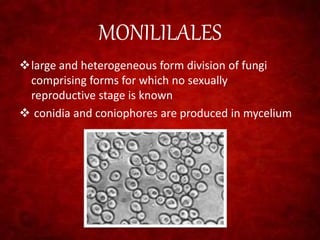 Deuteromycota | PPTX