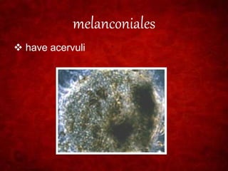 Deuteromycota | PPTX