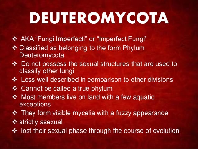 Phylum Deuteromycota Examples