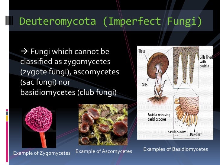 Imperfect Fungi Spores