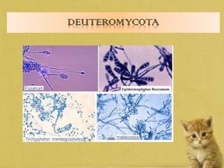 Deuteromycota | PPTX