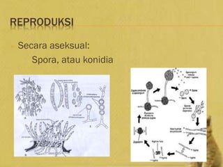 Deuteromycota | PPTX