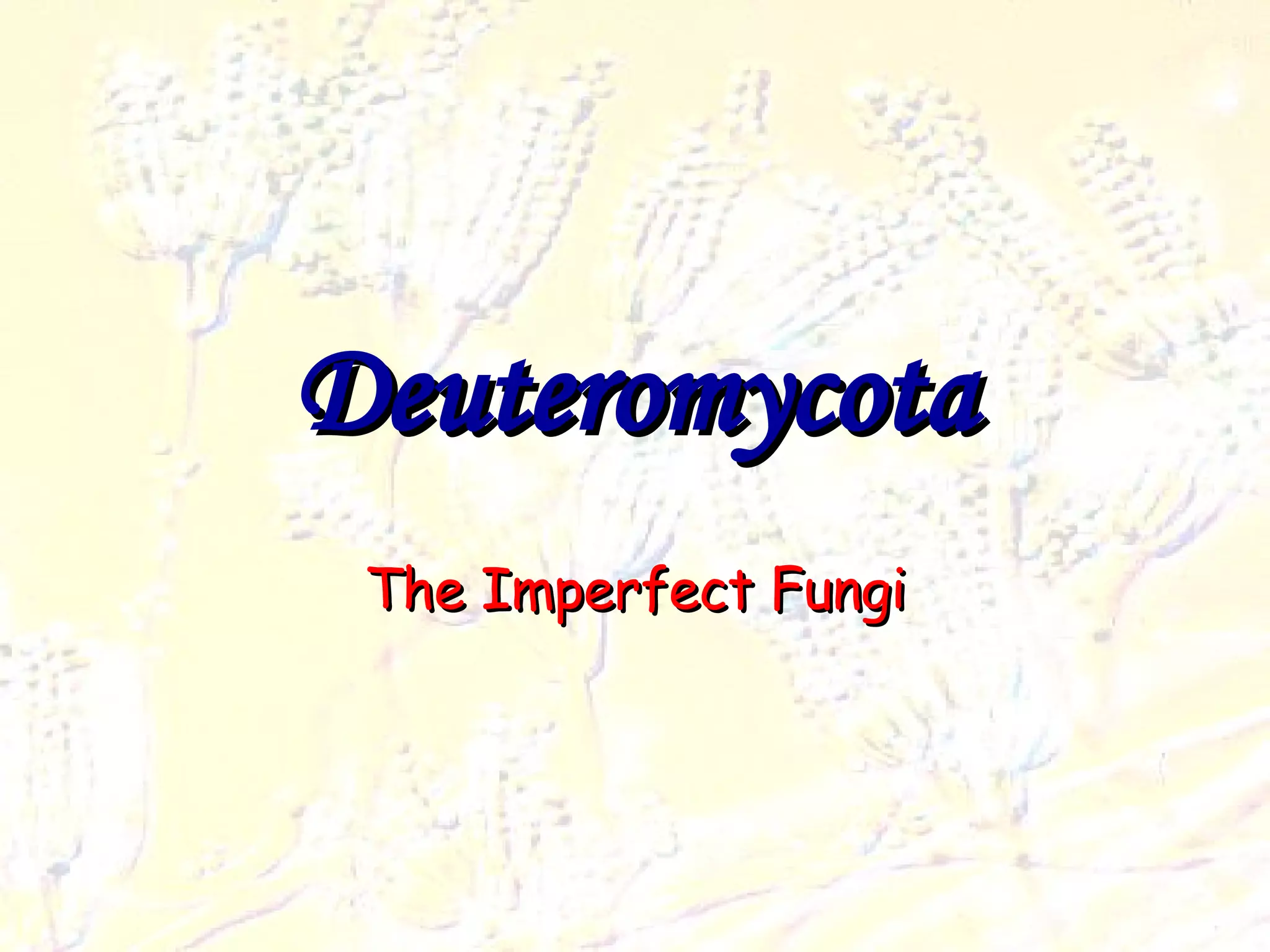 Deuteromycota | PPT