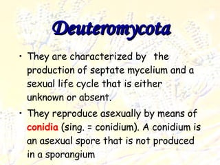 Deuteromycota | PPT