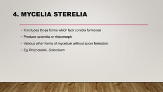 Deuteromycotina | PPTX