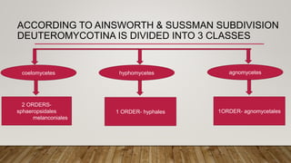 Deuteromycotina | PPTX