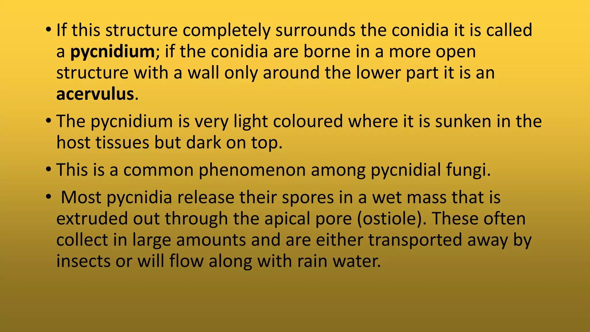 Deuteromycotina | PPTX