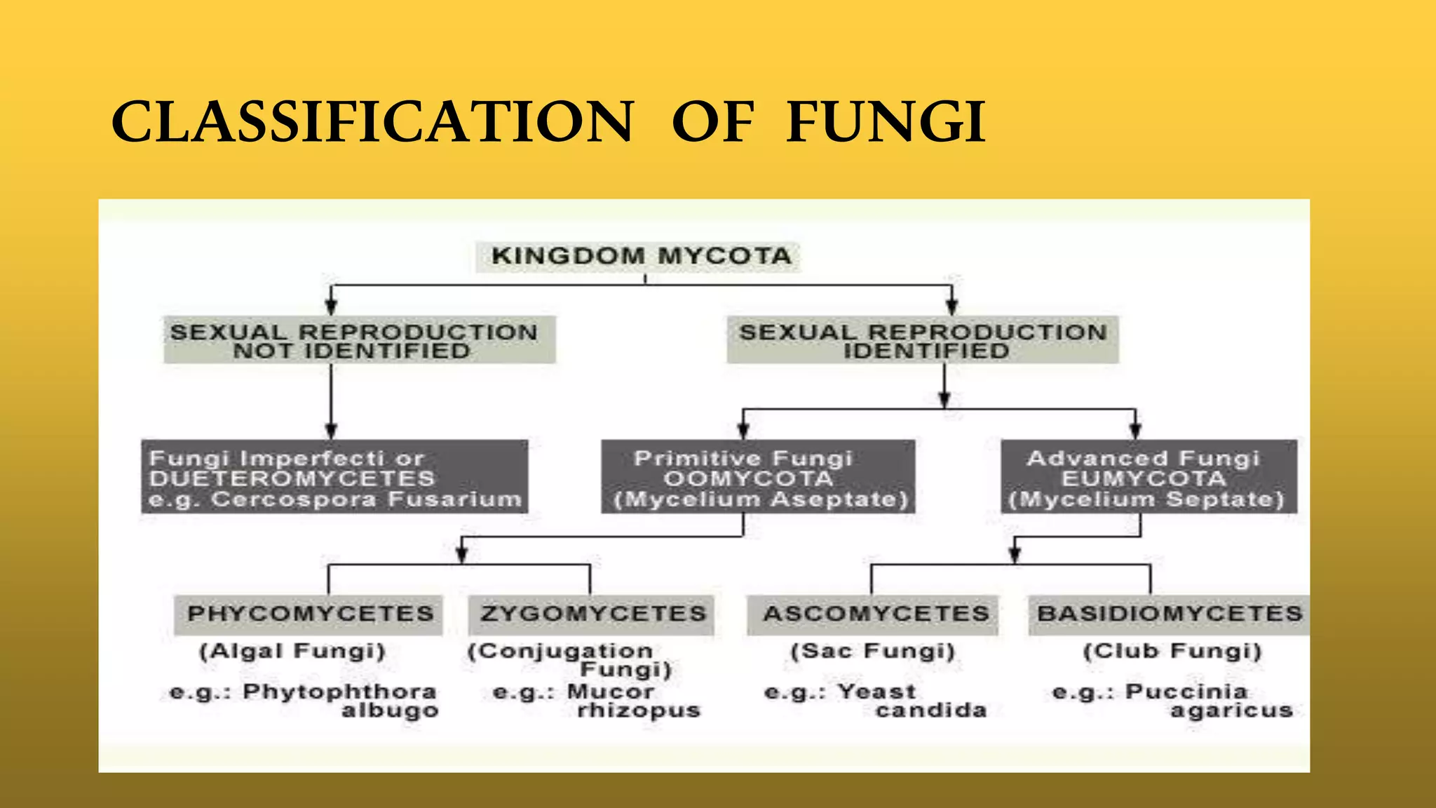Deuteromycotina | PPTX