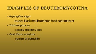 Deuteromycotina | PPTX