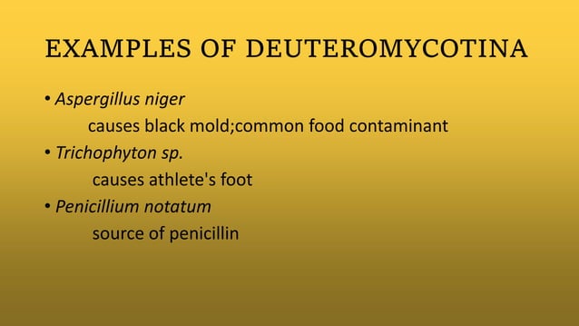 Deuteromycotina | PPTX