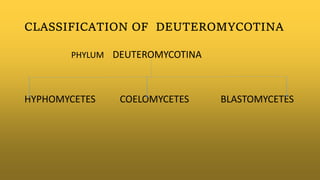 Deuteromycotina | PPTX