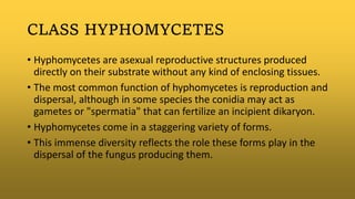 Deuteromycotina | PPTX