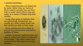 Deuteromycotina | PPTX