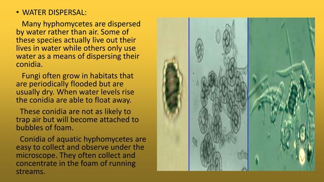Deuteromycotina | PPTX