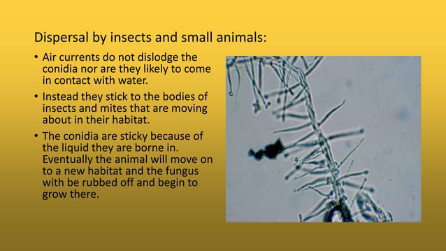 Deuteromycotina | PPTX